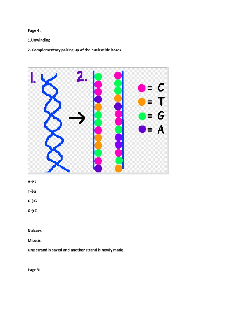 1.unwinding 2. Complementary Pairing Up of The Nucleotide Bases | PDF ...
