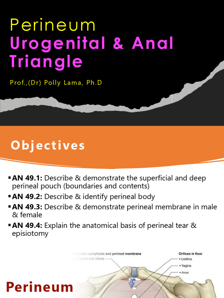 Perineum Urogenital & Anal Triangle | PDF | Pelvis | Clitoris
