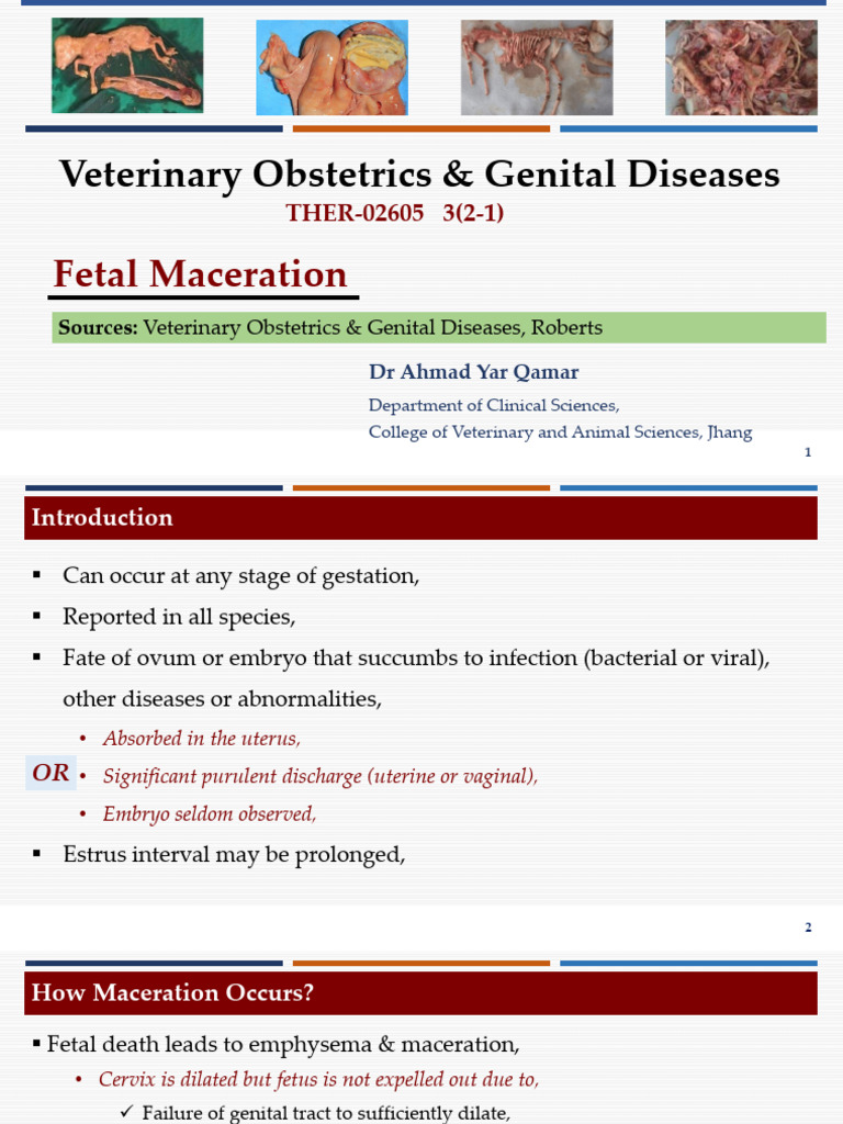 Fetal Maceration: Causes and Stages | PDF | Uterus | Fetus