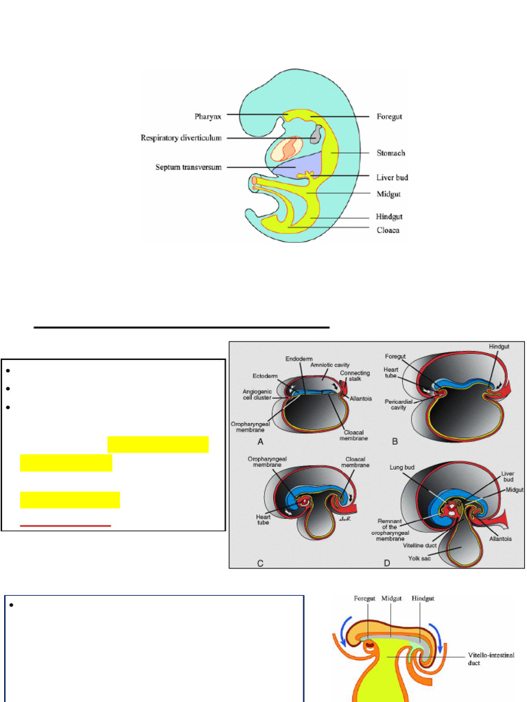 L13,14 Embryology Development of GIT & Its Anomalies (Digestive) | PDF ...