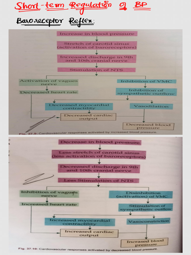 Short Term Regulation of BP | PDF