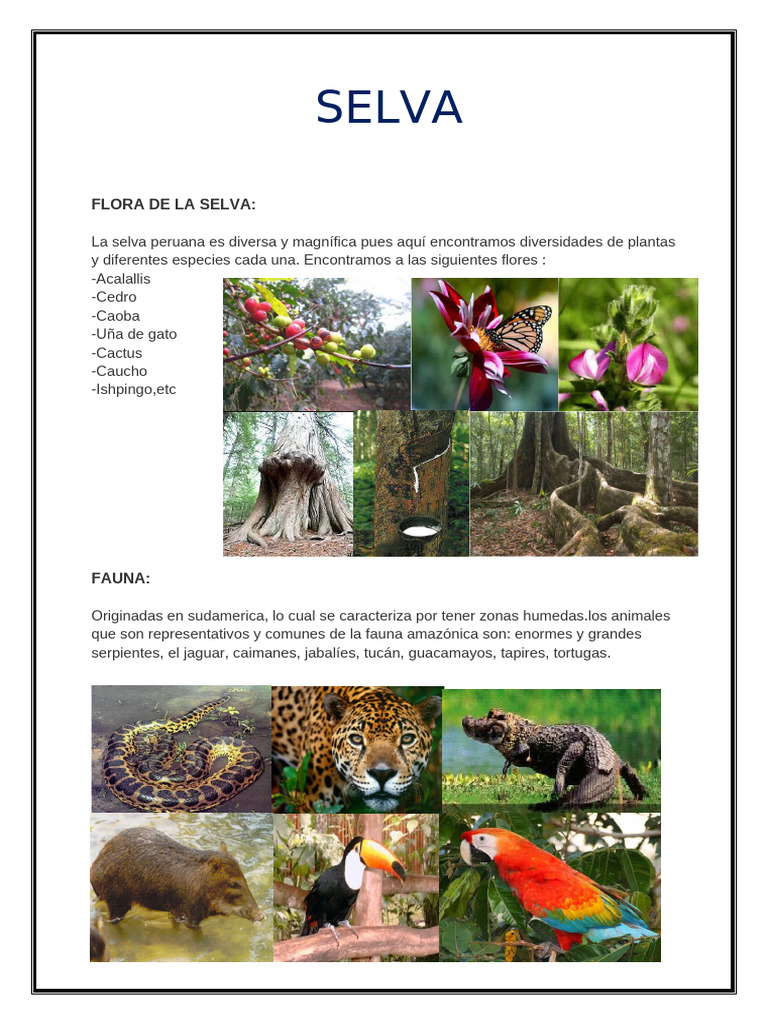 Flora y Fauna Del Peru | PDF | Zoología