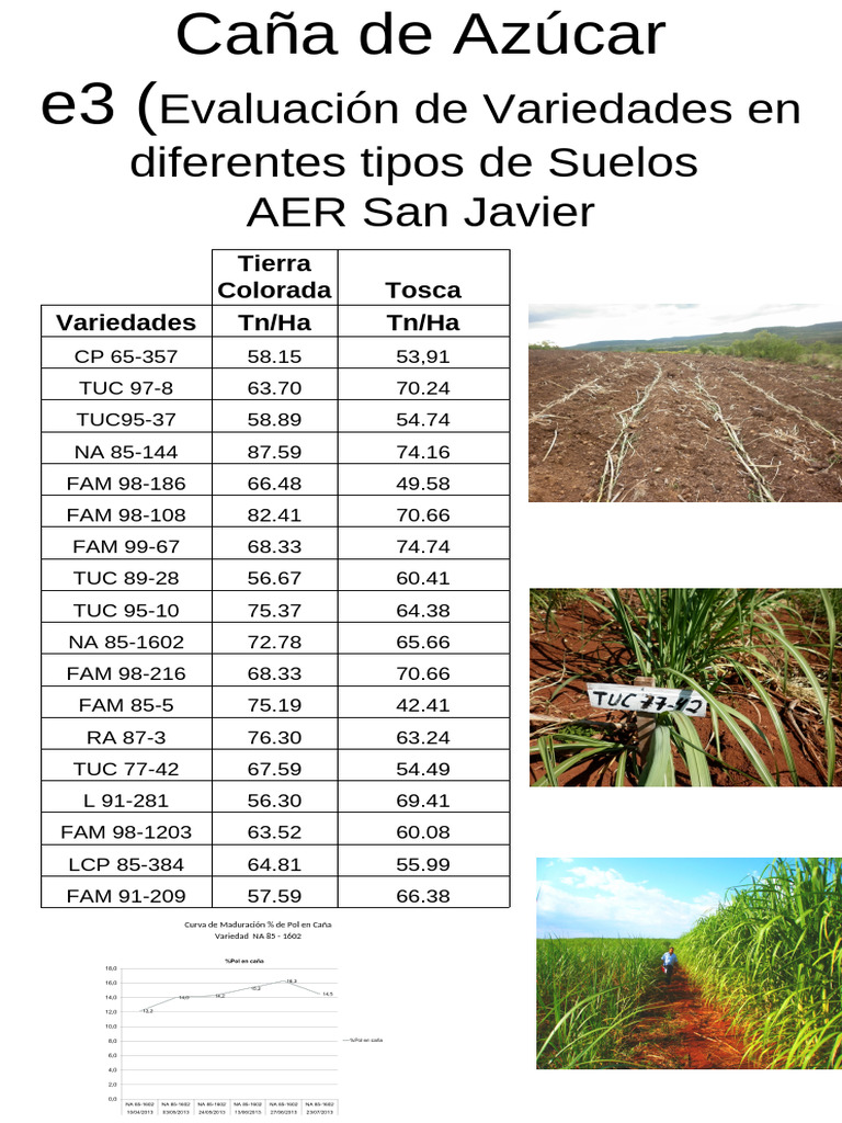 Caña de Azúcar | PDF | Caña de azúcar | Agricultura