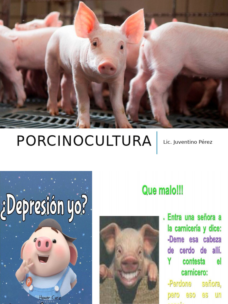 PORCINOCULTURA II Sesión Segunda Parte | PDF | Cerdo | Reproducción