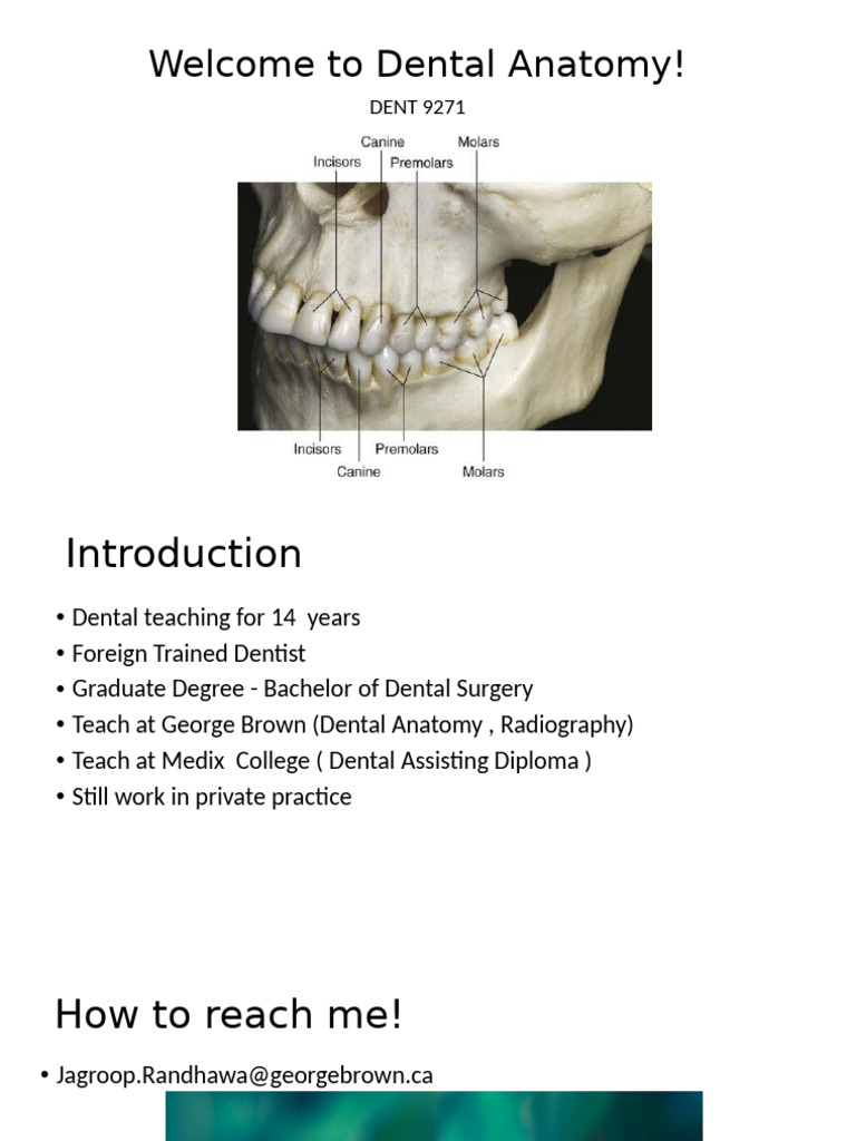 Dental Anatomy Course Overview | PDF | Dental Anatomy | Human Tooth
