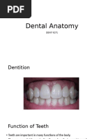 Teeth Labelling Guide and Answers | PDF
