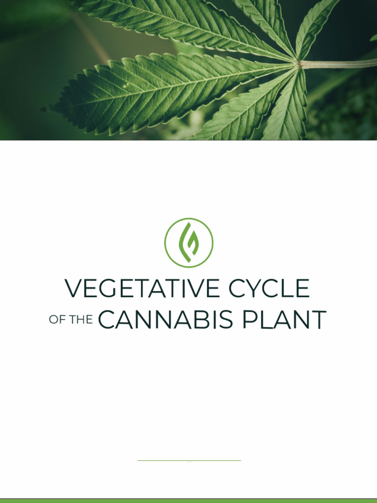 Vegetative Cycle of The Cannabis Plant | PDF | Plant Nutrition | Organisms