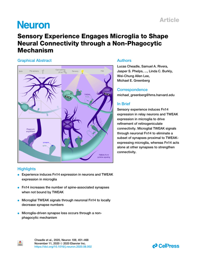 Sensory Experience Engages Microglia | PDF | Synapse | Neuron