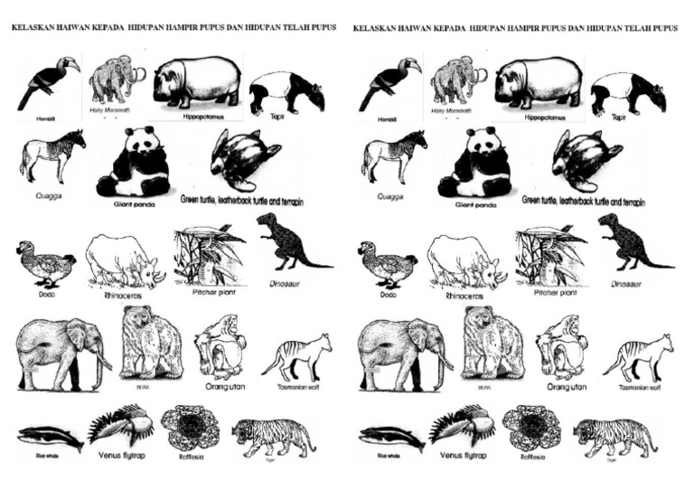 Haiwan Pupus | PDF
