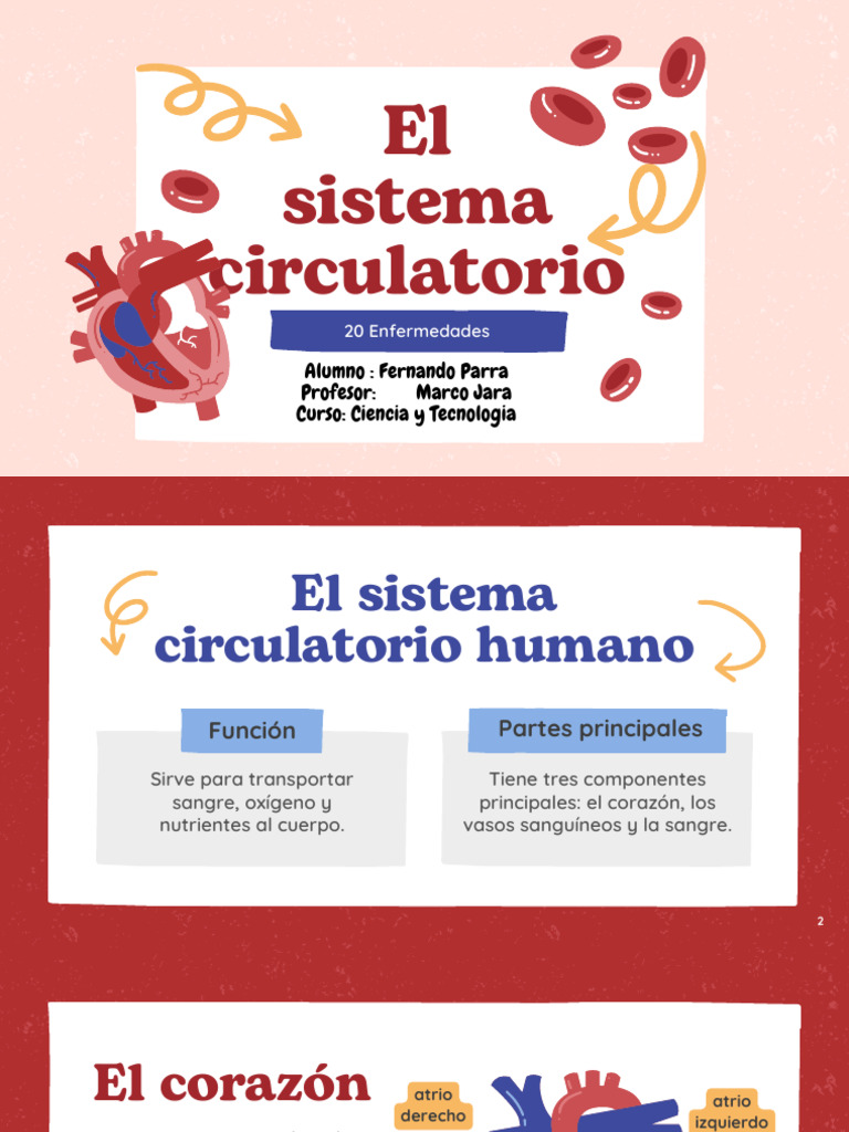 Presentación Educativa Sistema Circulatorio Estilo Dibujado A Mano en ...