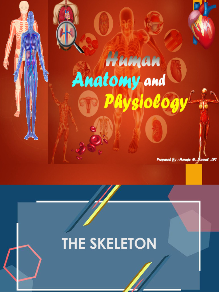 Lesson 7 Skeletal System Part 2 | PDF | Human Nose | Skull