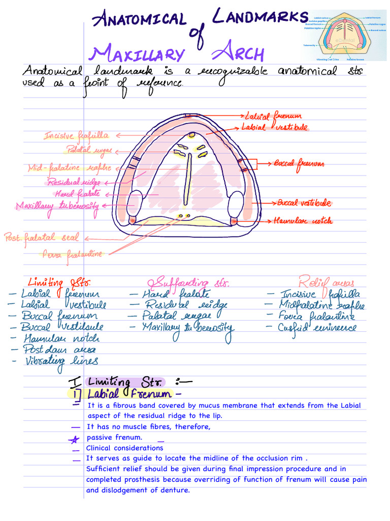 Anatomical Landmarks of Maxilla and Mandible | PDF | Dentures ...