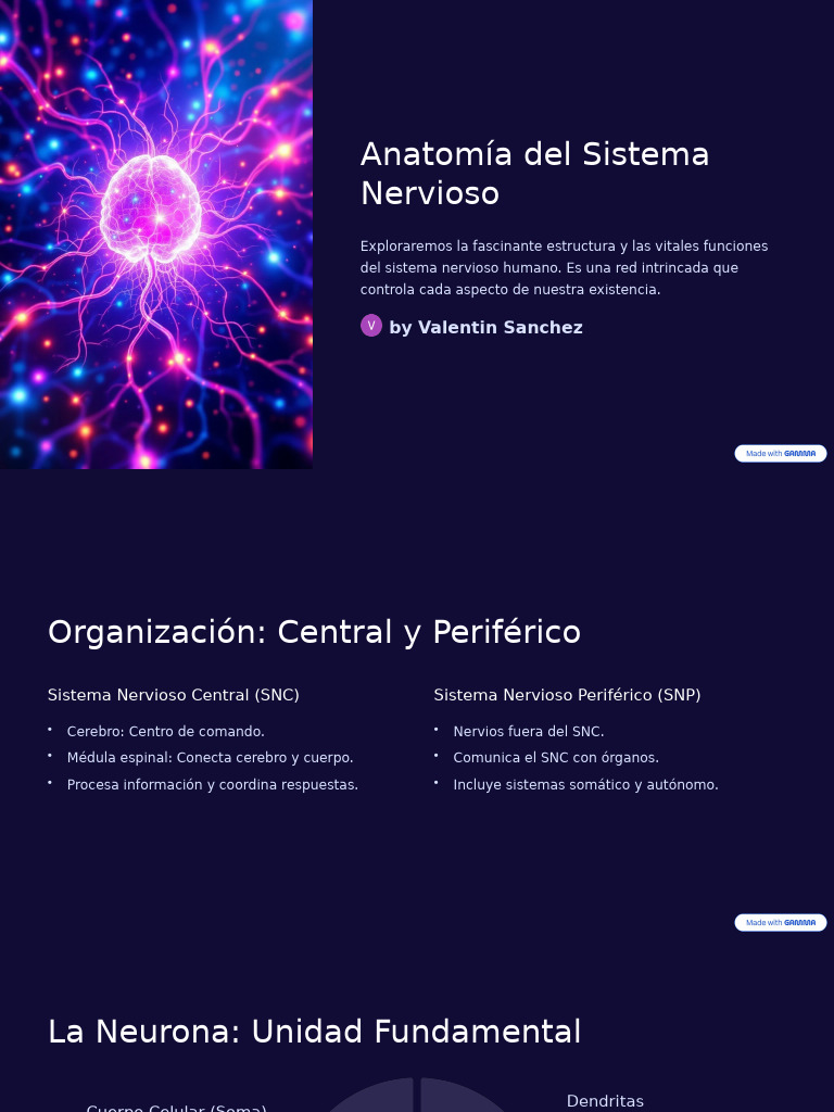 Anatomia Del Sistema Nervioso | PDF | Cerebro | Sistema nervioso