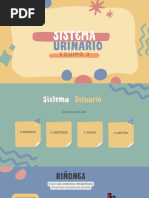 Anatomía y porciones de la uretra masculina | PDF