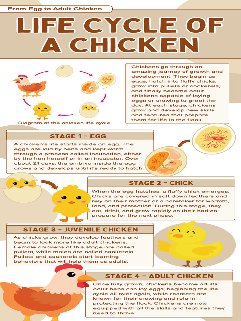 Chicken Life Cycle Stages Explained | PDF | Chicken | Egg