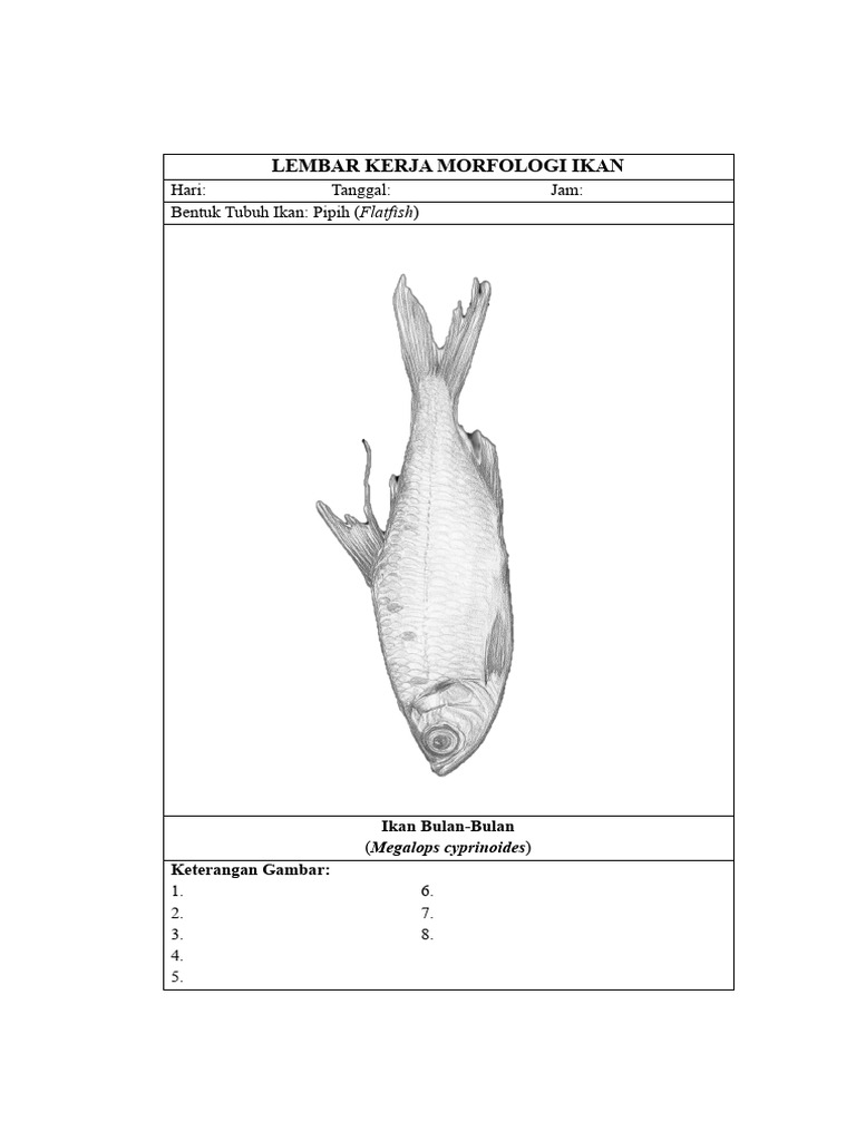 Lembar Kerja Morfologi Ikan 3 Fiks | PDF