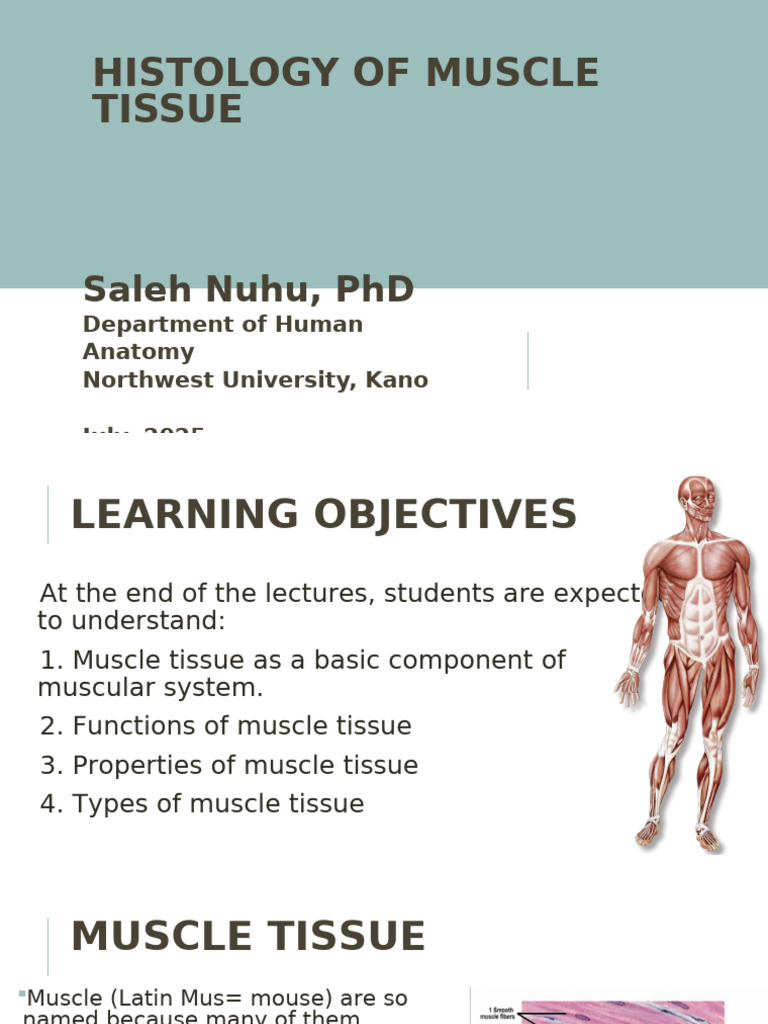 Muscle Tissue Lecture-1 | PDF | Skeletal Muscle | Cardiac Muscle