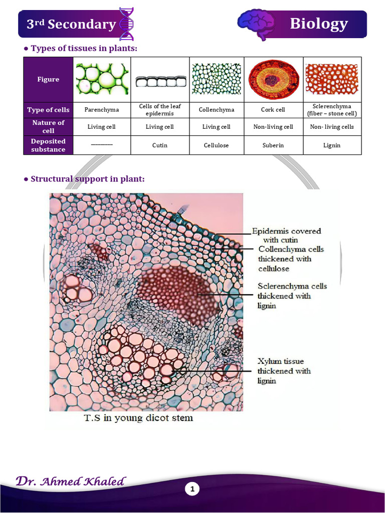 Important Notes 3rd Sec - 250709 - 133436 | PDF | Sexual Reproduction ...