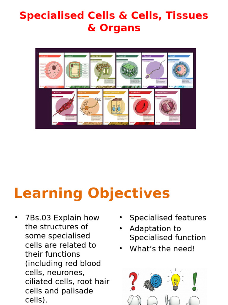 1.3 & 1.4 - Specialized Cell of Animals, Organzation of Cells | PDF ...