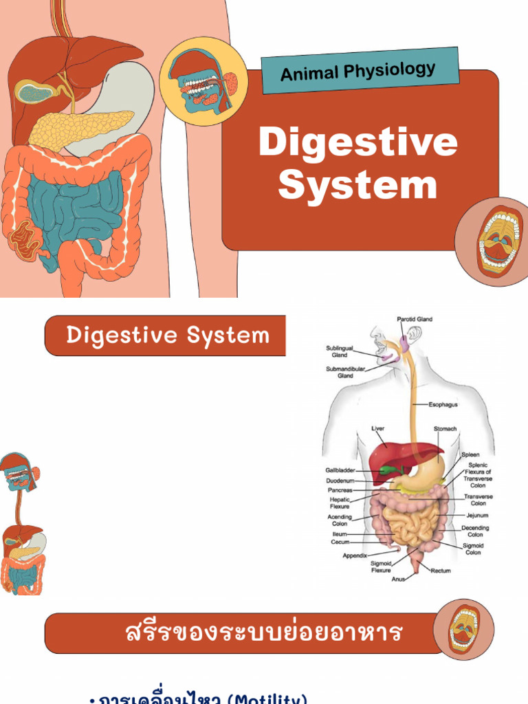 Digestive System 2 | PDF