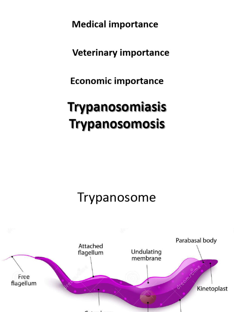 Understanding Trypanosomiasis and Its Impact | PDF | Biology | Microbiology