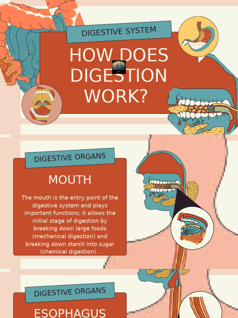 Female Digestive System Overview | PDF | Digestion | Gastrointestinal Tract