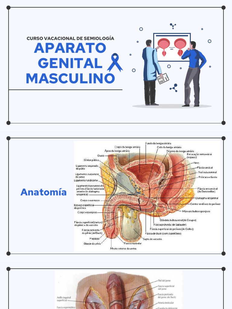 Tema 10. Aparato Genital Masculino | PDF | Eyaculación | Orgasmo
