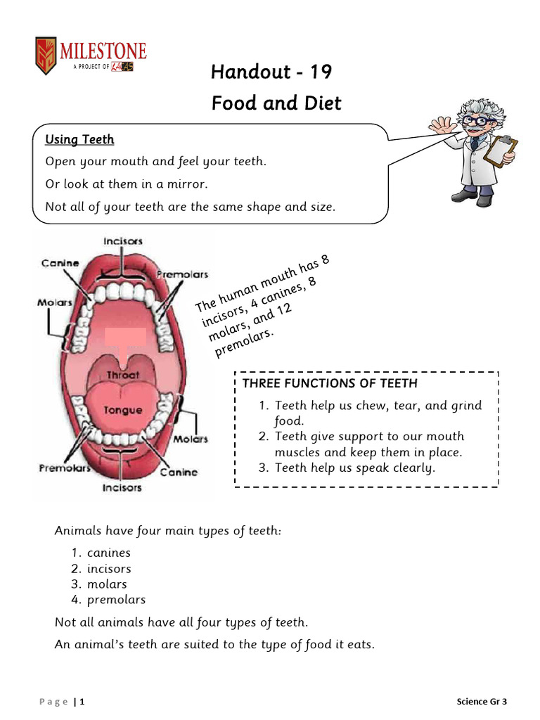 Handout-19 - Food and Diet-Using Teeth | PDF | Tooth | Dental Anatomy