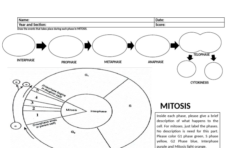 Mitosis Draw | PDF