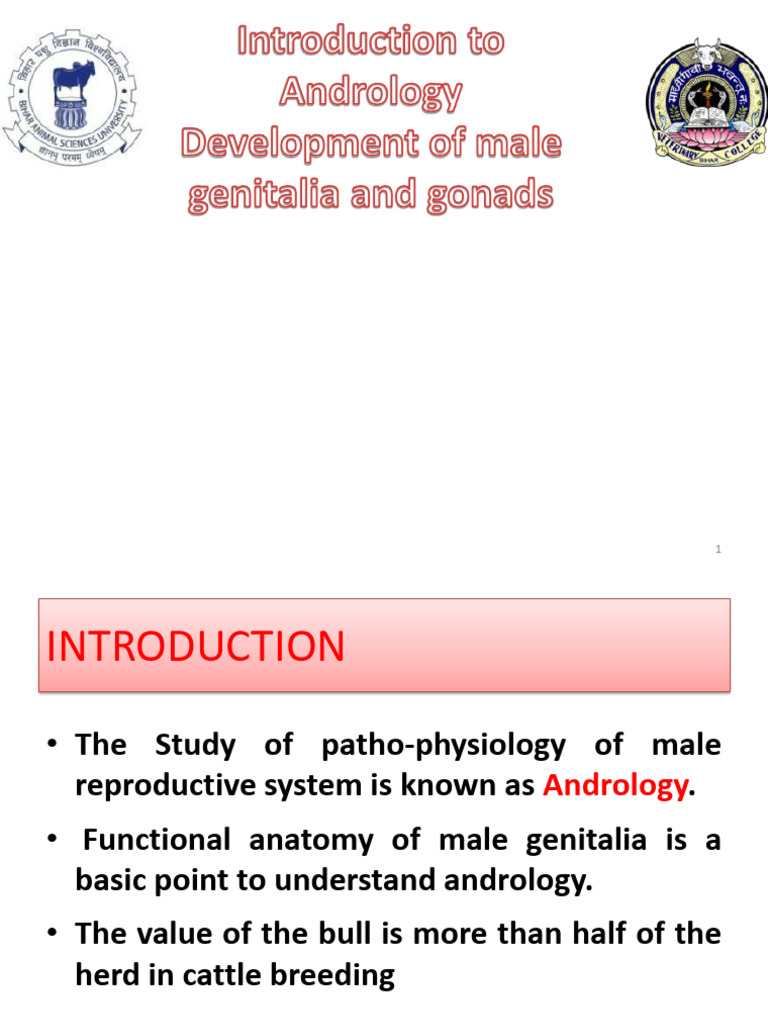 Introduction To Andrology Development of Male Genitalia and Gonads 1 ...