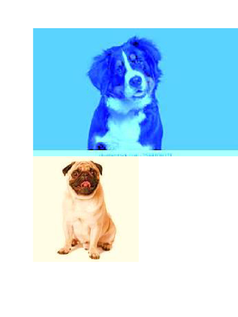 PERROS | PDF