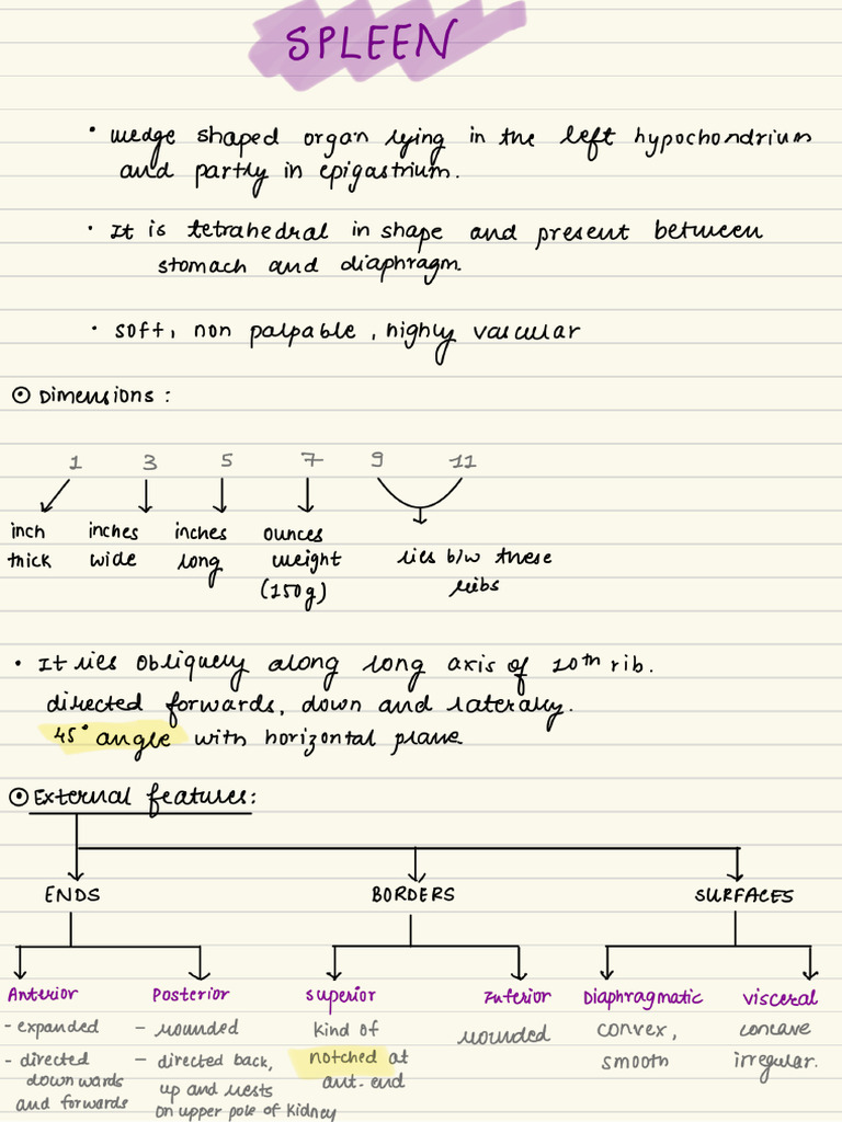 Spleen, Pancreas, Liver | PDF