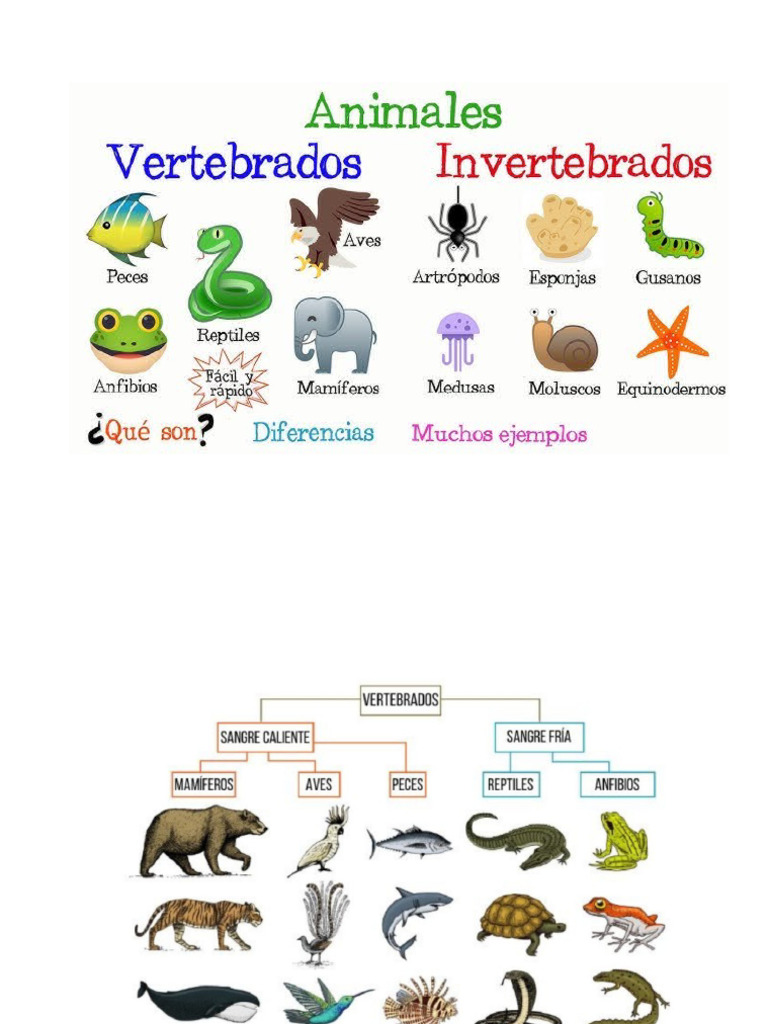 Animales Vertebrados e Invertebrados | PDF