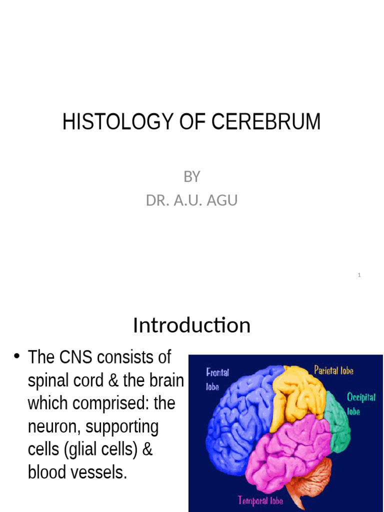 Histology of Cerebrum | PDF | Cerebellum | Cerebral Cortex