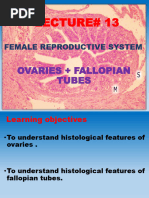 Female Rat Oestrous Cycle Overview | PDF | Ovary | Epithelium