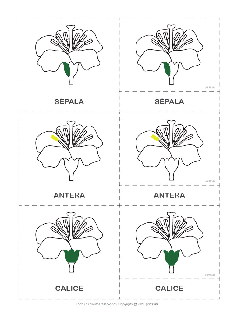 Estrutura e Funções da Flor | PDF | Flores | Áreas da Botânica