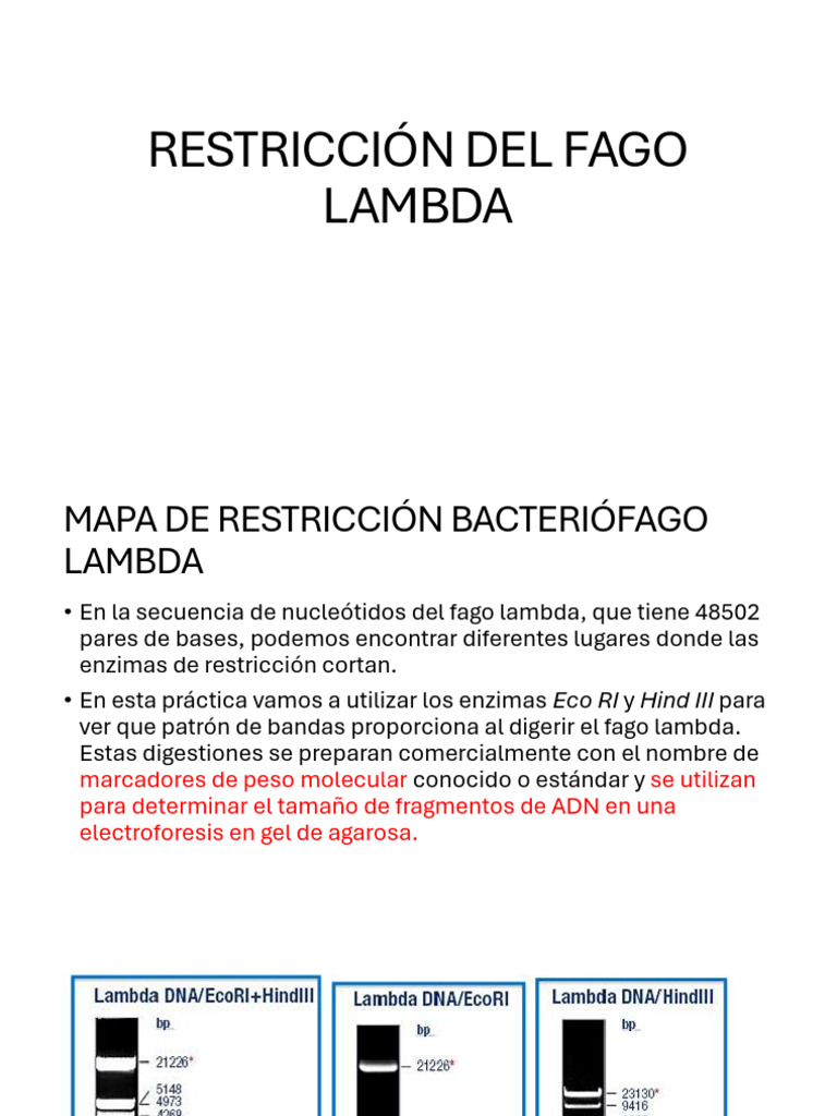 Restricción Del Fago Lambda | PDF | Enzima restrictiva | Adn