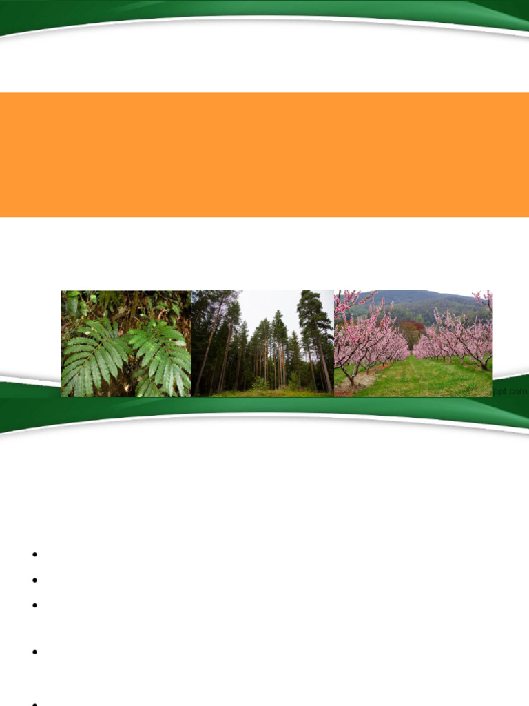 1.4. Clasificación de Las Plantas - Traqueofitas | PDF | Plantas | Botánica