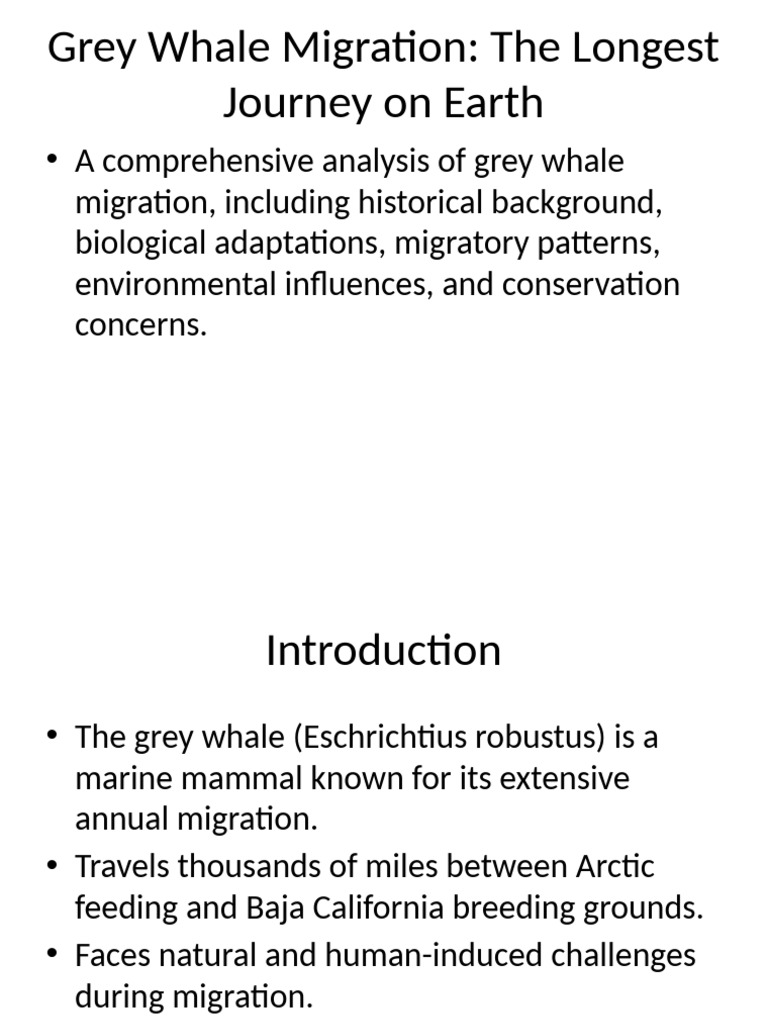 Grey Whale Migration PPT 1122 | PDF | Conservation Biology | Whales