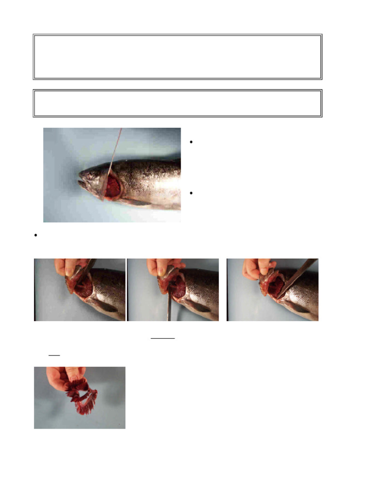 Anatomy and Function of Fish Gills | PDF