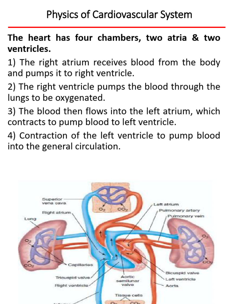 6-Physics of Cardiovascular System | PDF | Electrocardiography ...