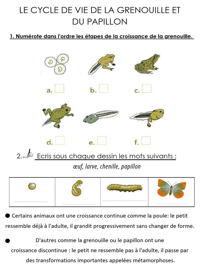 Cycle de vie de la grenouille et papillon | PDF