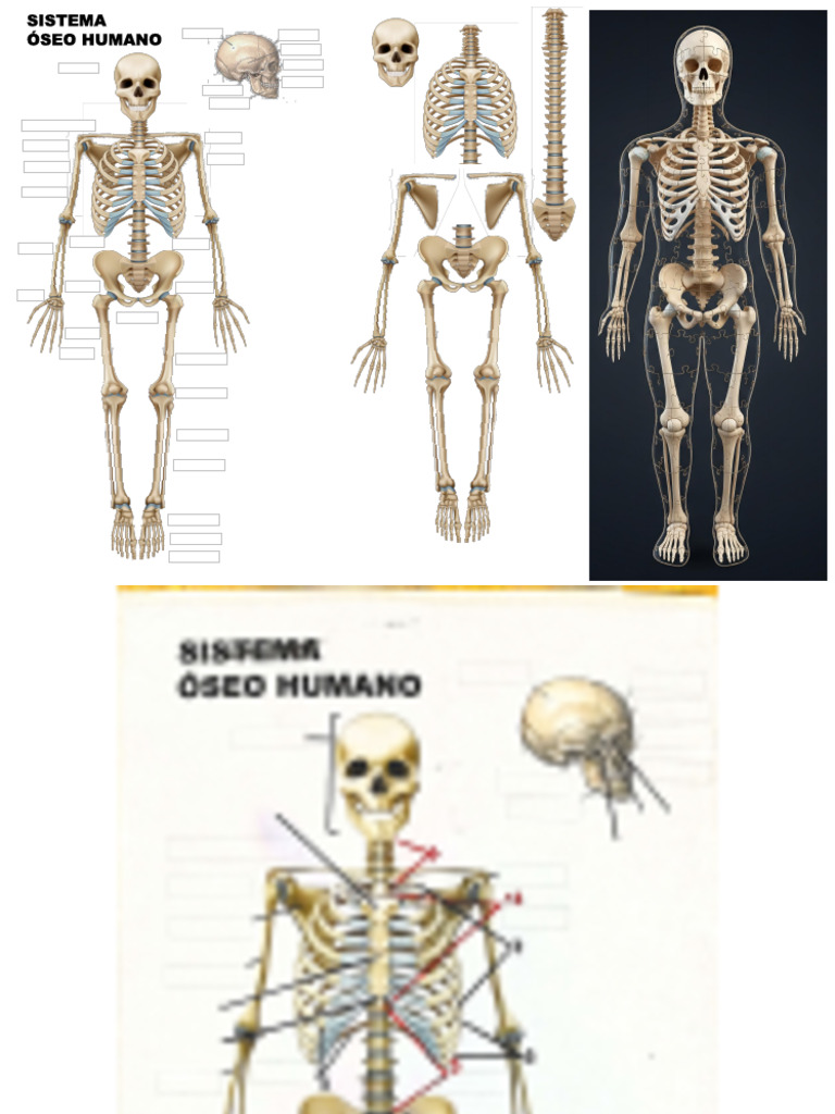 Rompecabezas Sistema Óseo | PDF