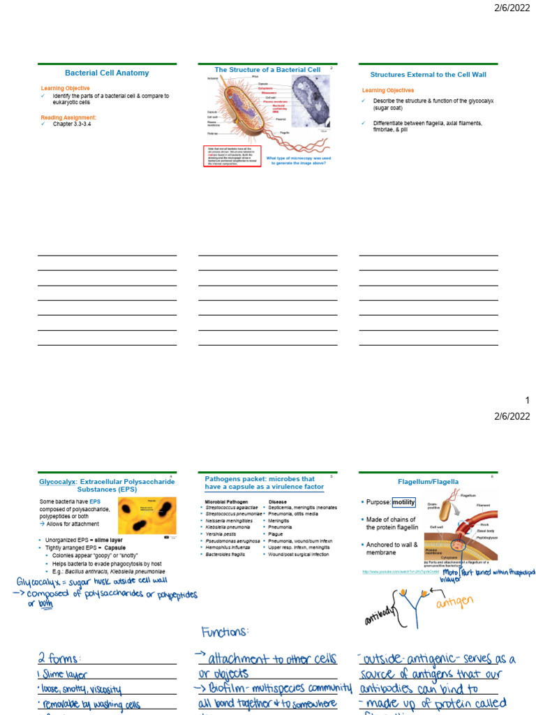 Unit 1 Week 3,4 Cell Structure Notes | PDF | Cell Membrane | Bacteria
