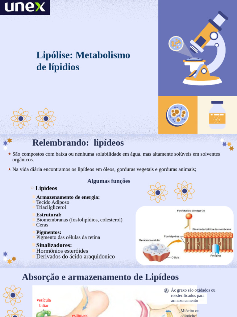 Lipólise: Metabolismo de Lipídios e Energia | PDF | Triglicerídeo | Lipídio