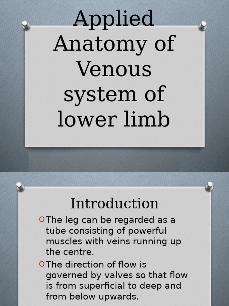 Anatomy of Lower Limb Venous System | PDF | Vein | Human Leg