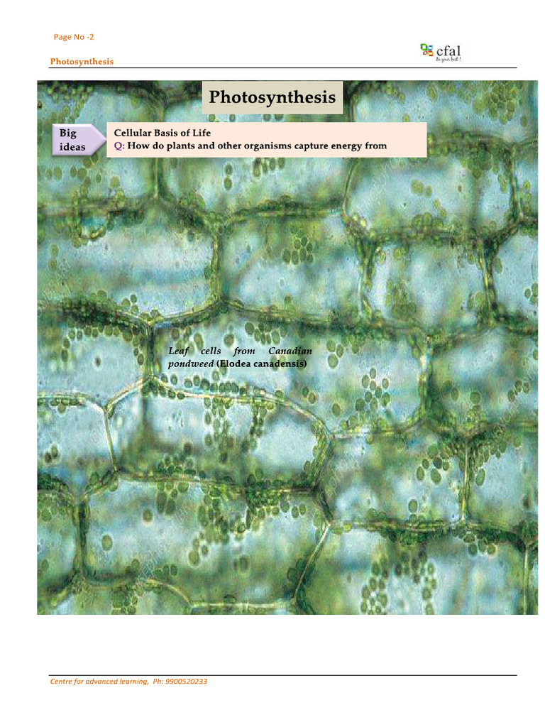 10th - Chapter 1 - Photosynthesis Icse and Foundation Course | PDF
