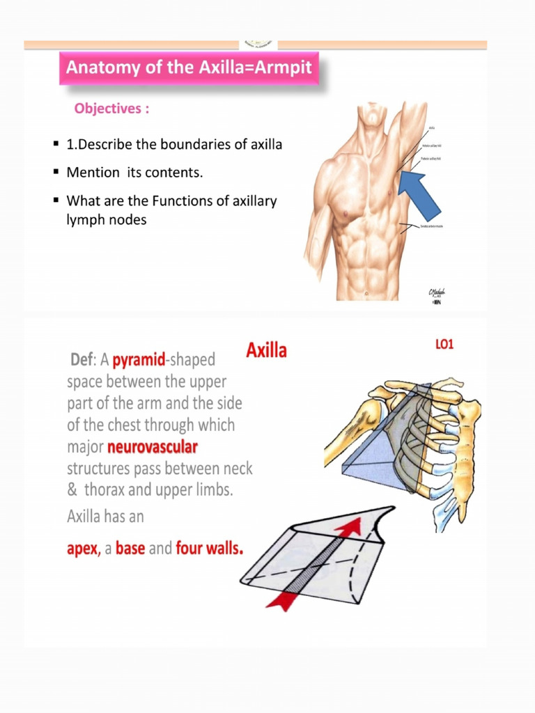 Axilla Region | PDF