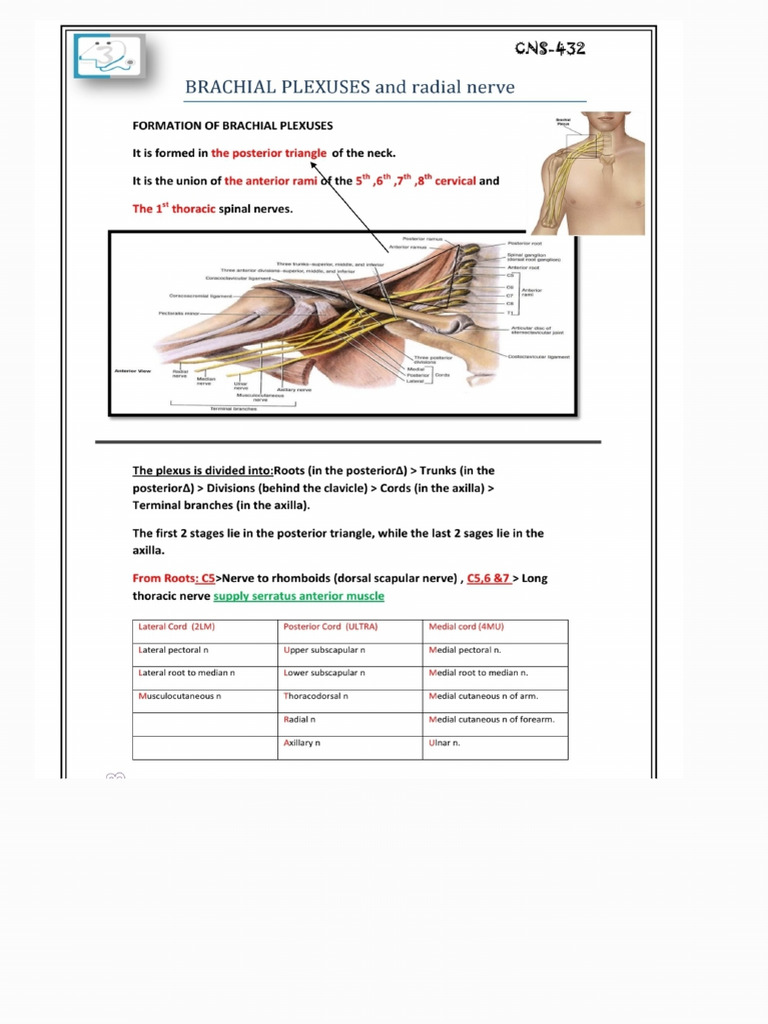 Brachial Plexus | PDF