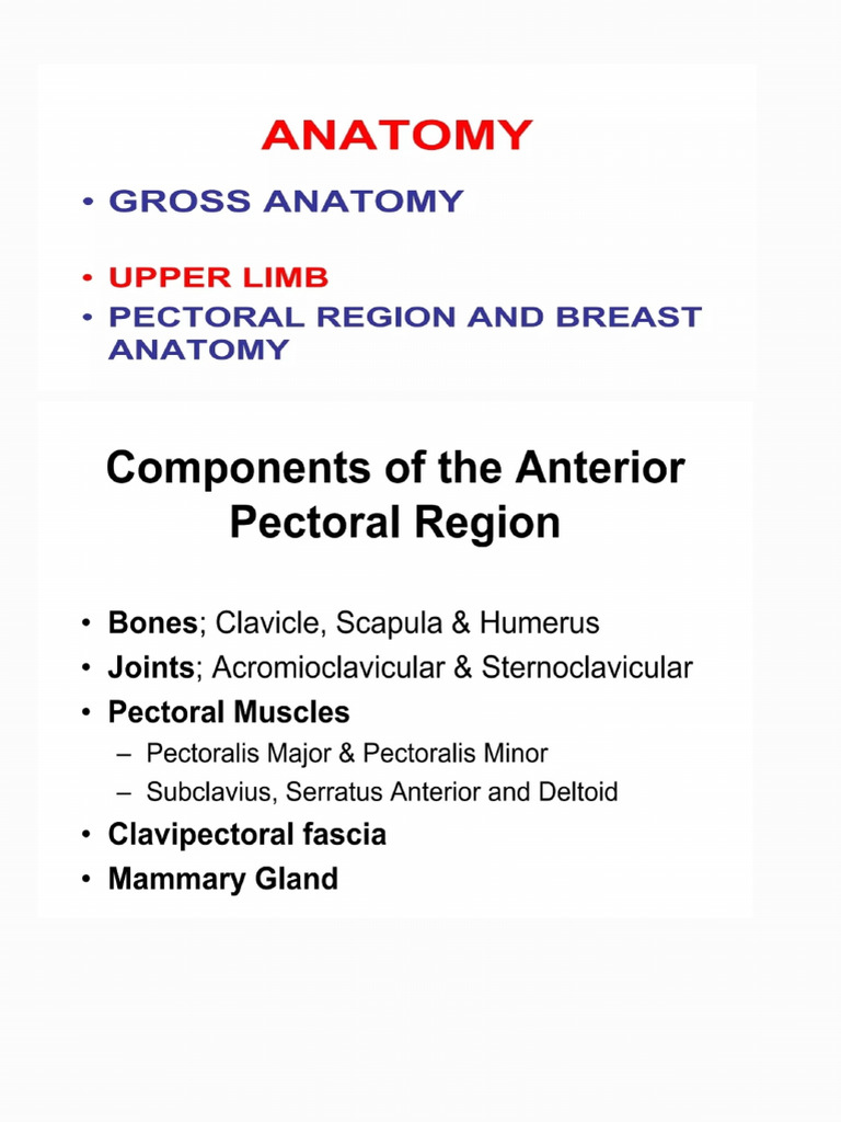 Pectoral Region | PDF